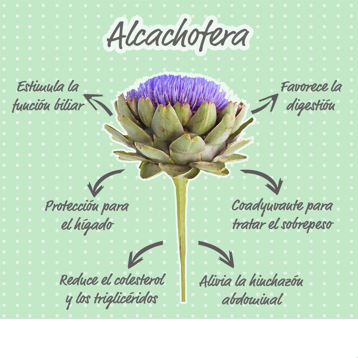 ALCACHOFERA, UN ALIADO NATURAL FRENTE A LOS EXCESOS ALIMENTICIOS – MERIDIAN